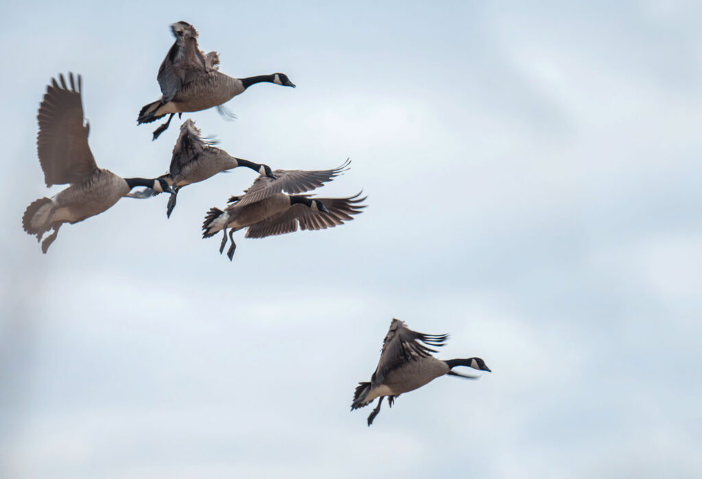 Local Abundance: Waterfowl on the Chesapeake